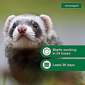 Advantage II Ferret Vet-Recommended Flea Treatment & Prevention | Ferret 1+ lbs. | 2-Month Supply