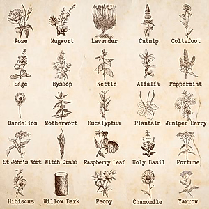 Witchcraft Supplies and Herbs for Spells 25 Premium Fine Dried Botanicals (Large Size) and 3 Crystal Stones for Wicca and Pagan Rituals, Alter Supplies, Magic Spells Green Witchtok by Fidelis