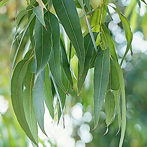 CHUXAY GARDEN Eucalyptus Globulus-Southern Blue Gum 25 Seeds Evergreen Tree Endemic Privacy Screen Road Edge Plants Easily Grow