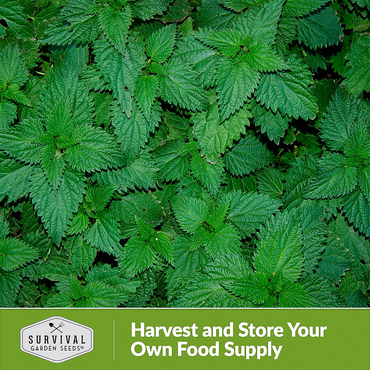 Stinging Nettle Seed for Planting - 1 Packet with Instructions to Plant and Grow Medicinal Herb Common Stinging Nettle in Your Home Herb Garden - Non-GMO Heirloom Variety - Survival Garden Seeds