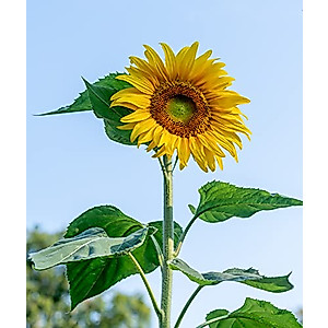 Burpee Mammoth Russian Sunflower Seeds 200 seeds