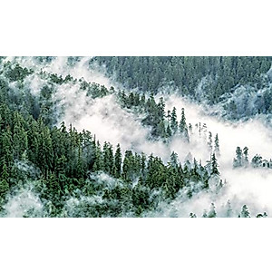 Trees (Gift Edition): Between Earth and Heaven