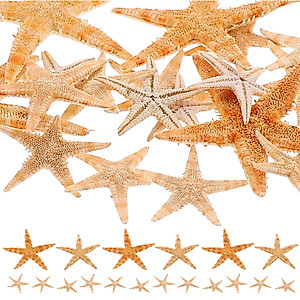 SEWACC 100pcs Ocean Beach Natural Seashells Sea Stars Nautical Fish Tank Aquarium Decor Table Scatter Vase Fillers for Christmas Tree Ornament Wedding