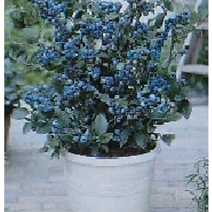 Dwarf - Top Hat - Loads of Fruit - Beautiful in Containers - Bonsai Specimen tyn3sw (100 Seeds)