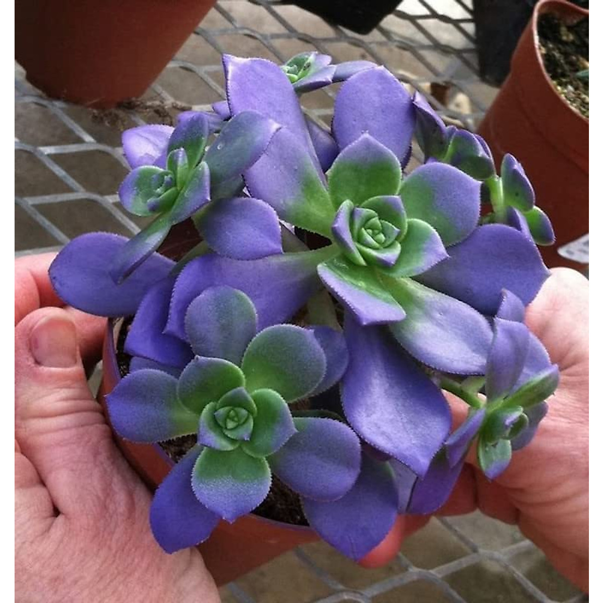 100 Lithops Bonsai Seeds Living Stones Seeds Flower Succulent Cactus 100 Mixed Seeds for Planting