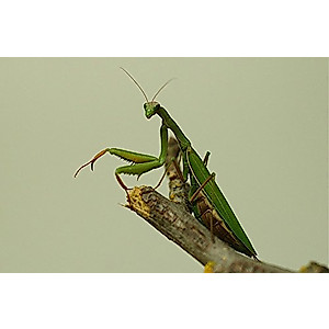 Praying Mantis Egg Case with Hatching Habitat Bag - 2 Praying Mantids Egg Cases