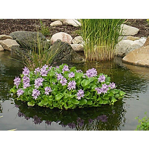 Water Hyacinths Floating Water Garden Plants 15 Live Plants