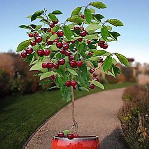 CHUXAY GARDEN Dwarf Cherry Tree Seed 10 Seeds Sweet Edible Fruit Robust Flavor Great Gardening