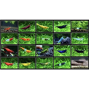 Tropical Fish And Feed 10 Mixed neocaridina Shrimp Skittles Live Freshwater Aquarium Shrimp breeding Age Young Adults 1/2 -1 inch Long Live Arrival Guarantee