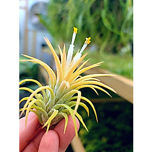 Live Air Plants - Ionantha Druid - 2 to 3 Inch Air Plant - Color & Form Varies by Season - 30 Day Guarantee on Tillandsia from The Drunken Gnome (One Size 2-3") (1)