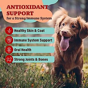 Natural Dog Company Skin & Coat Health Bundle with Omega-3, DHA, and Antioxidants for Dogs, Supports Healthy Skin, Shiny Coat, and Overall Wellness Ideal for Dry Skin Relief & Enhancing Dog Coat Shine