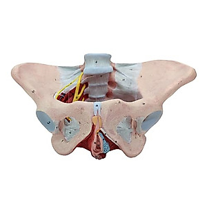 Axis Scientific Female Pelvis Model with Muscles Pelvic Floor, Ligaments, and Nerves Anatomy Model