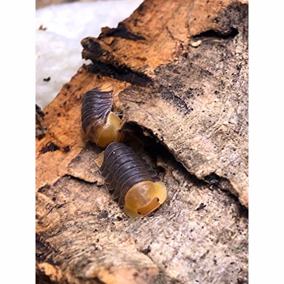 Bugzy Bugs Rubber Ducky Cubaris Isopods 5 Count Roly Poly Cleanup Crew for Insects Terrarium Reptile Pet Food