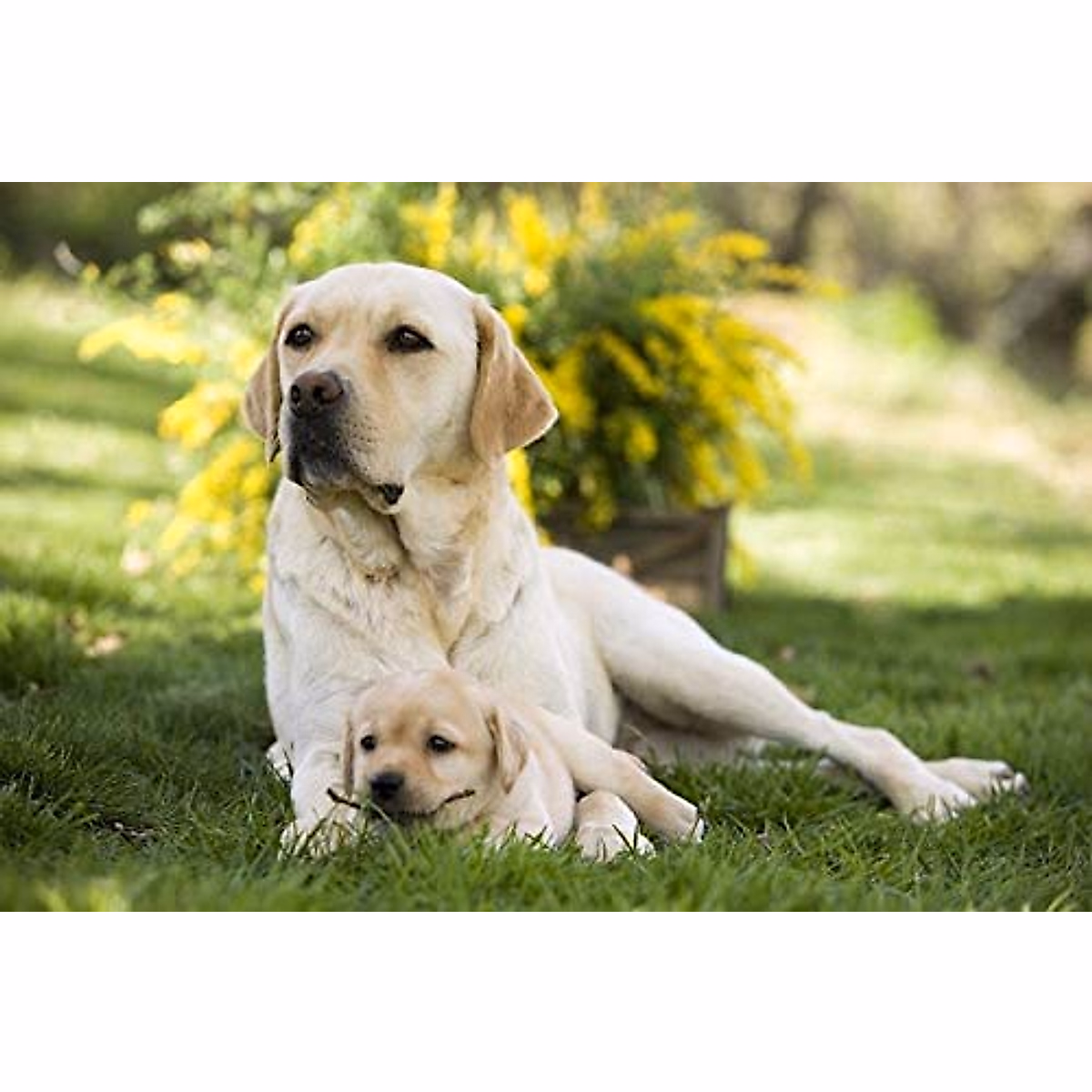 Dog Skin and Coat Supplements - Dog Hair and Coat Complex - Itch Relief - Immune Support - Vitamins and Minerals - Dog Liquid Vitamins and Minerals - 2 Bottles (120 Treats)