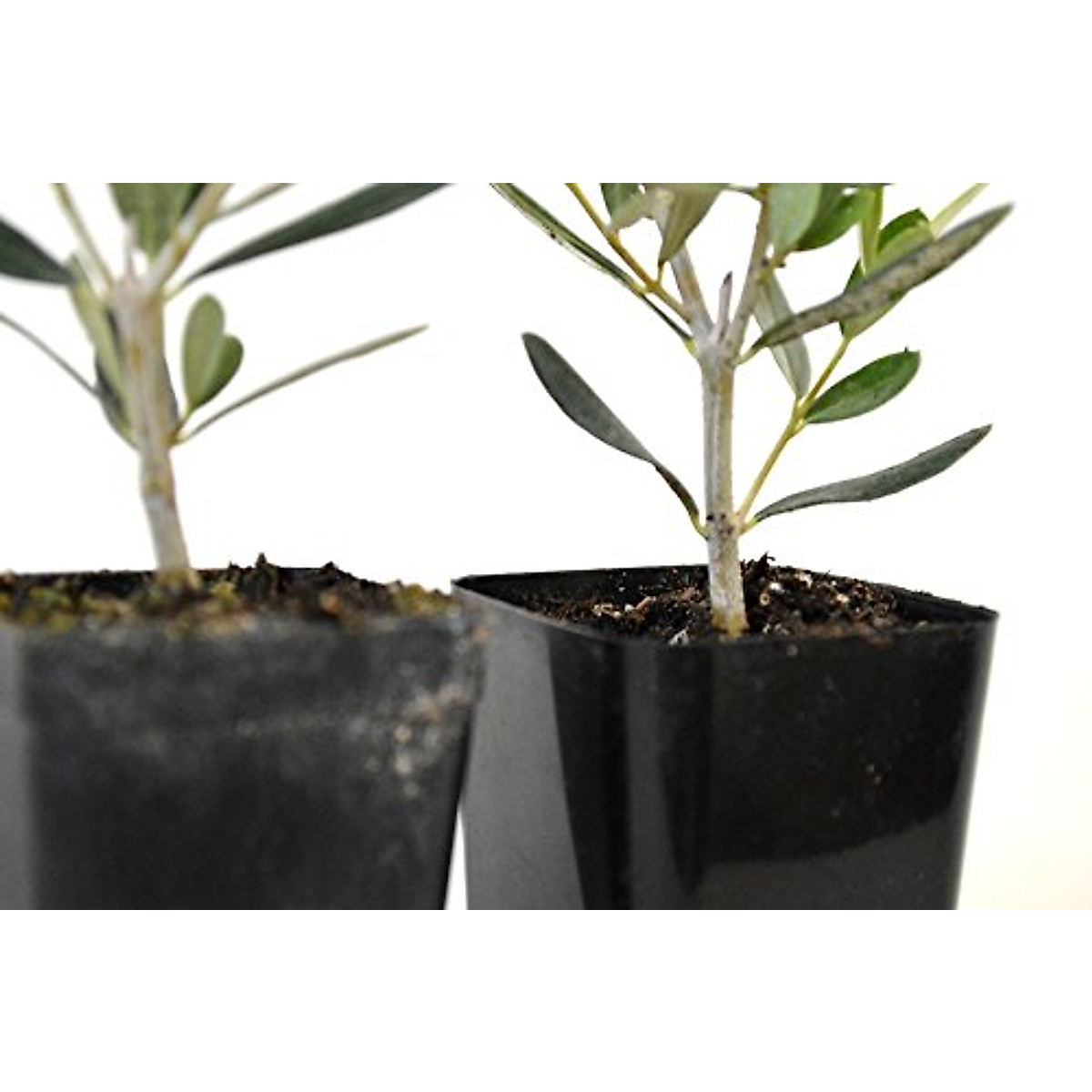9GreenBox - Olive Tree - Tree of Peace - Olea europaea - 2 Pack