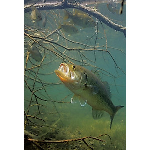 CountryMax Floating Sportfish Game Fish Food 32% Protein for Pond and Lakes, Extruded Feed for Bluegill, Catfish, Minnows, Bass, Carp (7 Pounds)