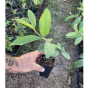 Pink Guava Plant - Psidium Guajava - Live Plant