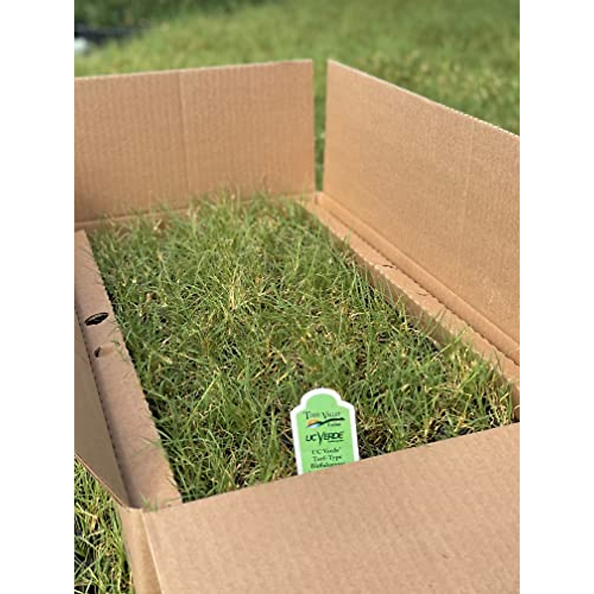 UC Verde Buffalograss Plugs