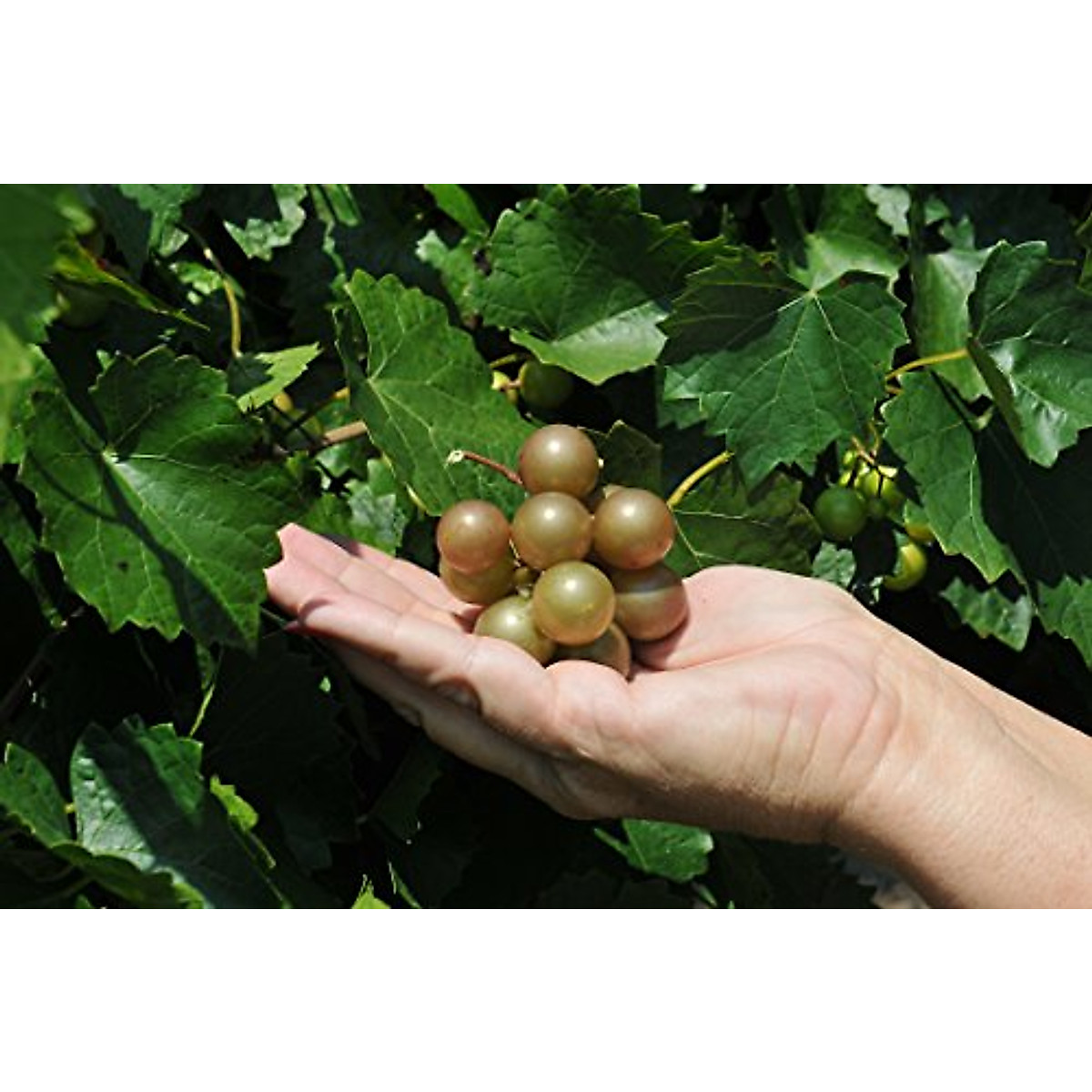 1128-Scuppernong/Muscadine,White,Tame (Vitis rotundifolia) Seeds by Robsrareandgiantseeds UPC0764425787334 Non-GMO,Organic,Historic Plants, Bonsai,1128 Package of 5 Seeds