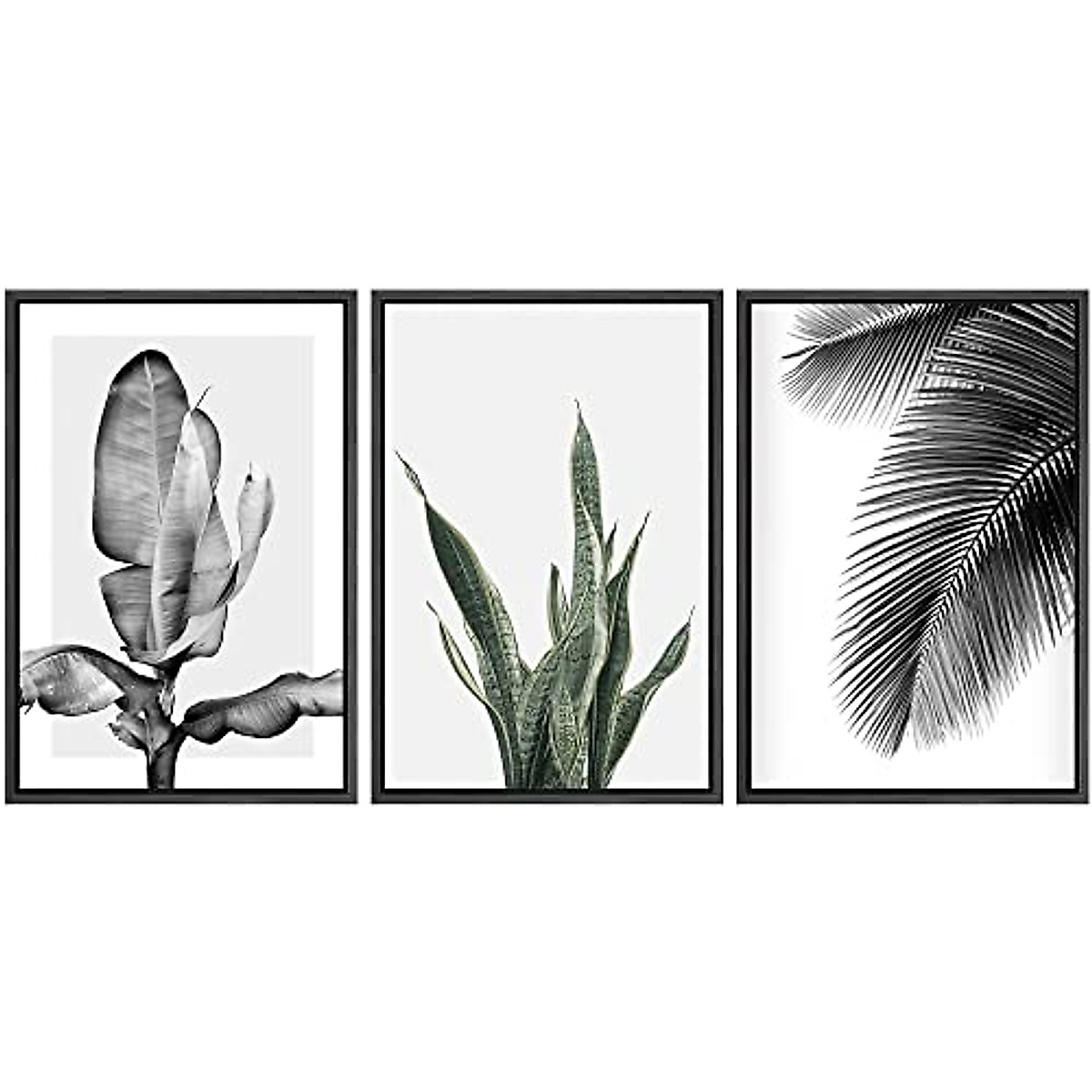 SIGNWIN Framed Canvas Print Wall Art Trio of Jungle Palms & Snake Succulents Floral Plants Photography Modern Art Minimalist Black and White for Living Room, Bedroom, Office - 16"x24"x3 Black