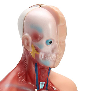 Professional Medical Anatomy of Human Organ System Trunk Thoracic Cavity Structure Model of The Internal Organs