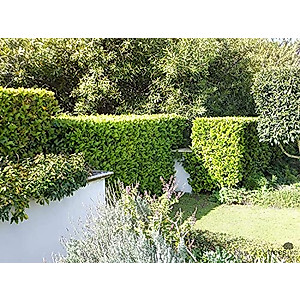 Sweet Viburnum Odoratissimum | 2 Live #1 Size Plants | Fast Growing Evergreen Privacy Screening Shrubs