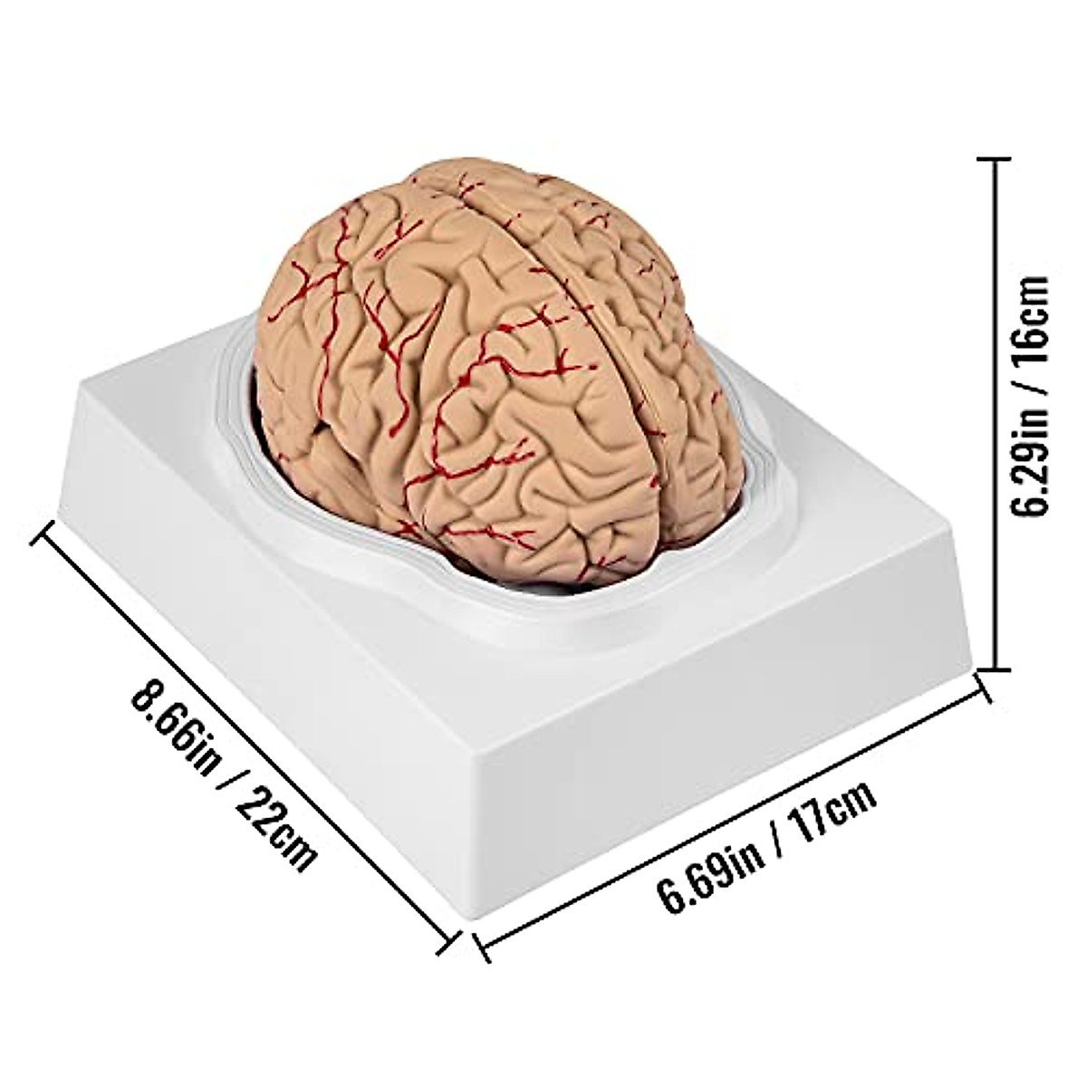 VEVOR Human Brain Model - 9-Part Anatomy Tool