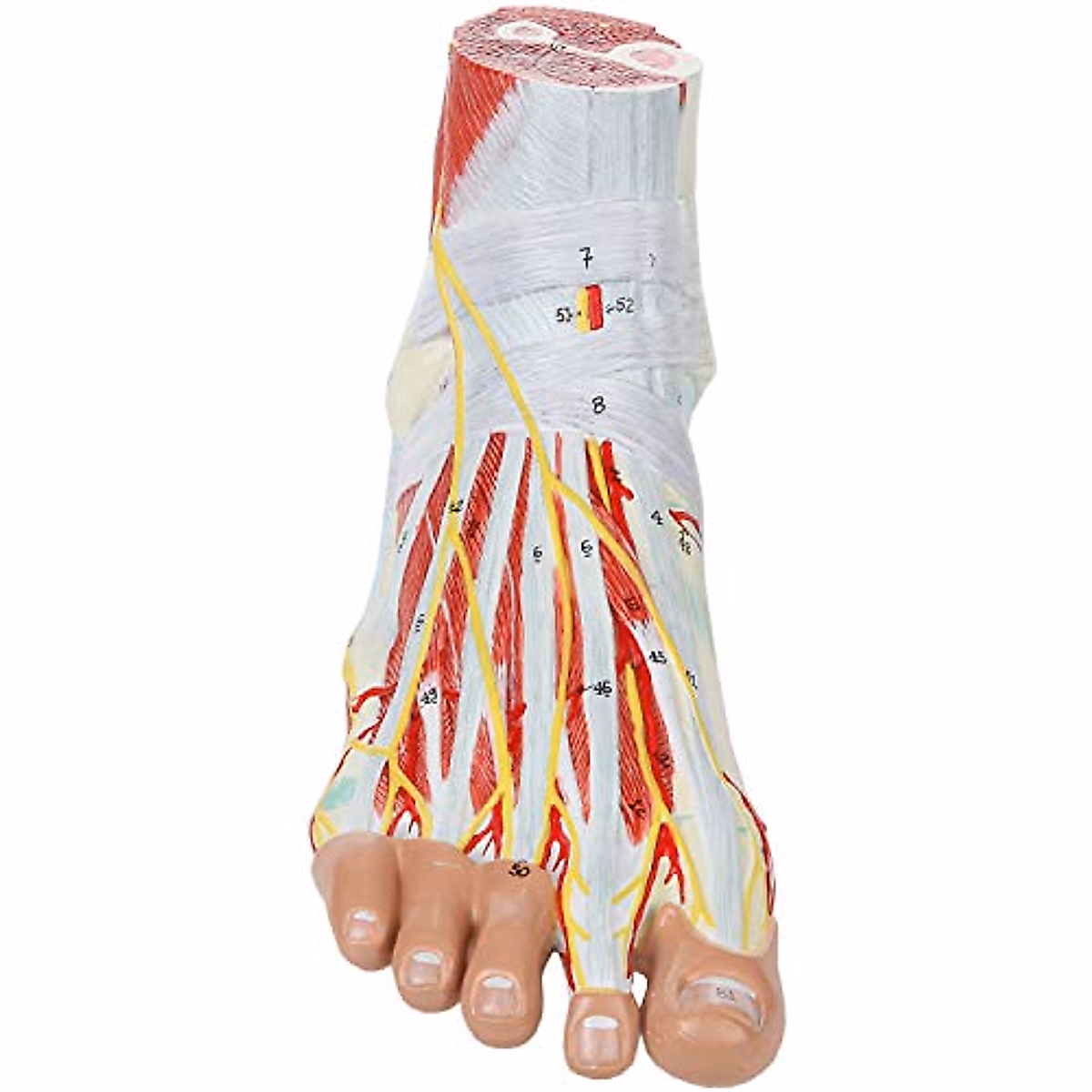 Axis Scientific Anatomy Model of Foot with Muscles, Ligaments, Nerves ...