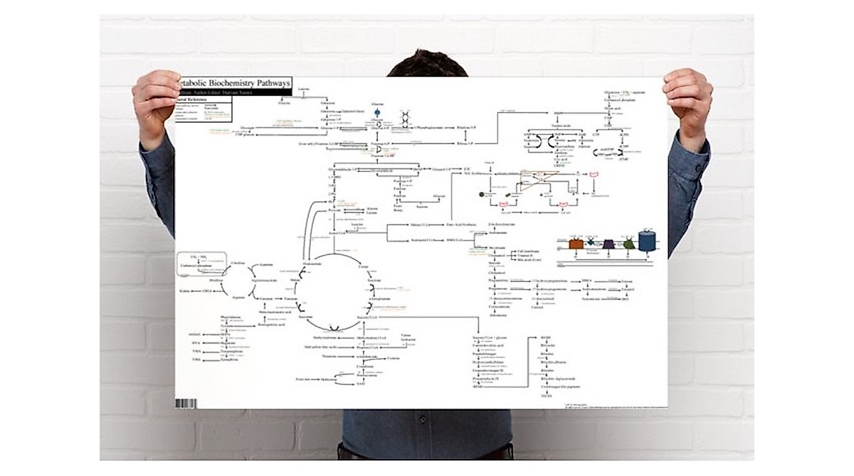 Metabolic Biochemistry Pathways Poster for Exam Success