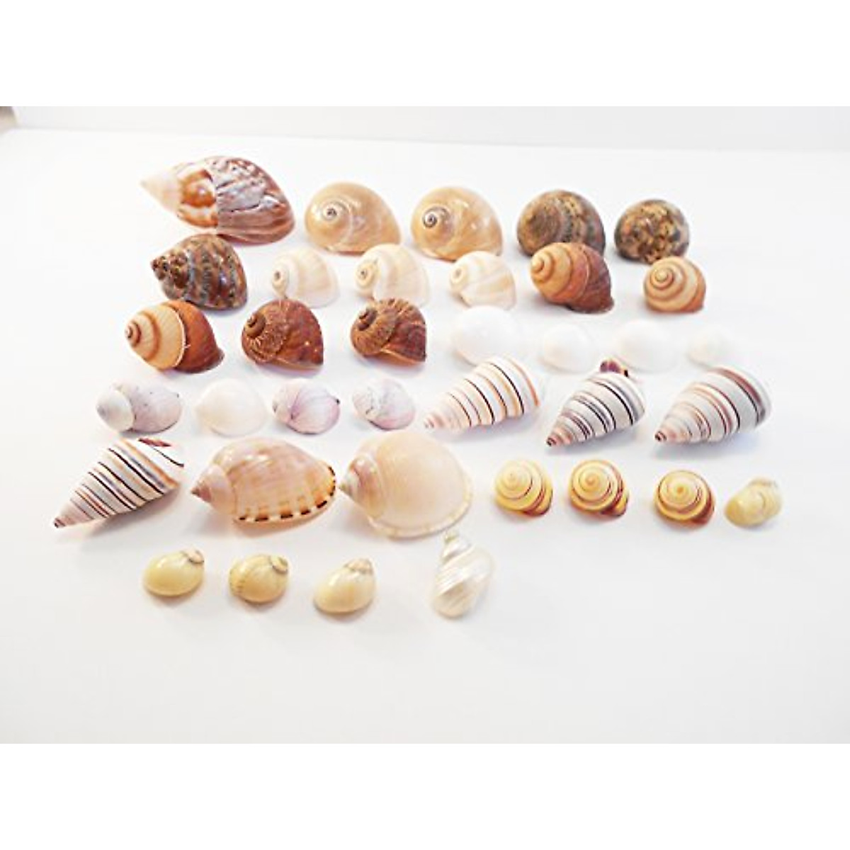 FSG - Select 35 Hermit Crab Shells Assorted Changing Seashells SMALL 1/2"-2" Size (opening size 1/4" - 1") Beautiful