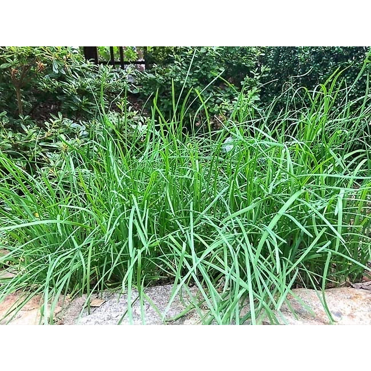 Garlic Chives 40 Live Plant Bare Root Hardy Perennial Herb Planting Ornaments Garden Perennials Simple to Grow Pots Gift