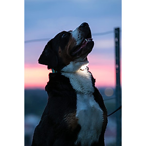 Max & Molly USB Rechargeable LED Safety Pet Light for Dog Collars & Harnesses - Waterproof, No-Dangle Secure Design, One Size Fits All - Ideal for Walking, Running, Biking & Outdoor Adventures