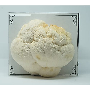Hodgins Harvest Extra-Large Lion's Mane Mushroom Grow Kit (7lbs) | USDA Certified Organic | Grow Your Own Delicious Gourmet Mushrooms at Home