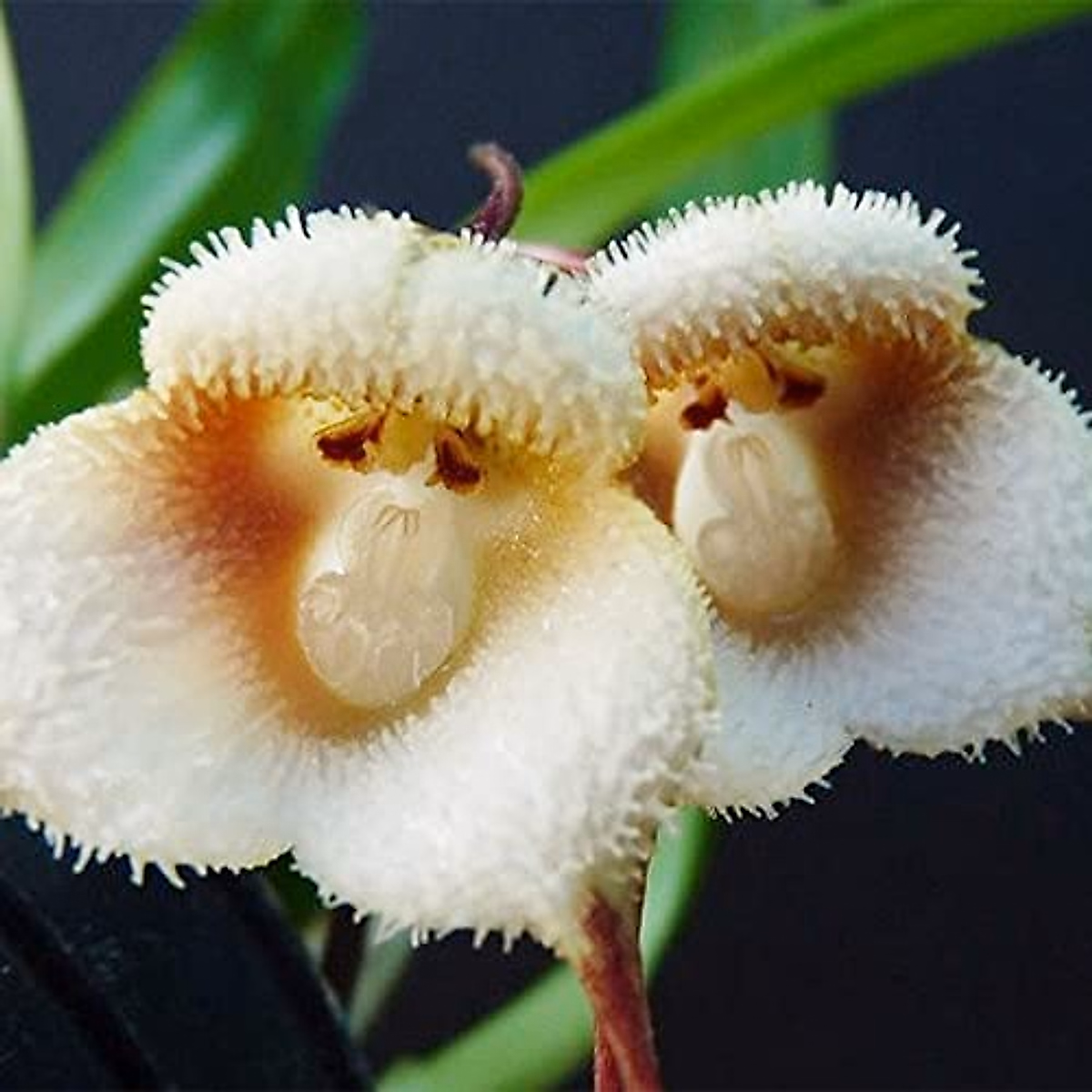 QAUZUY GARDEN 100 Mix Rare Monkey Face Orchid Seeds for Planting - Rare ...