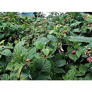 Certified Organic Raspberry Leaf Cut and Sifted 1 LB Bag –100% Natural, Kosher Berries (Rubus idaeus)