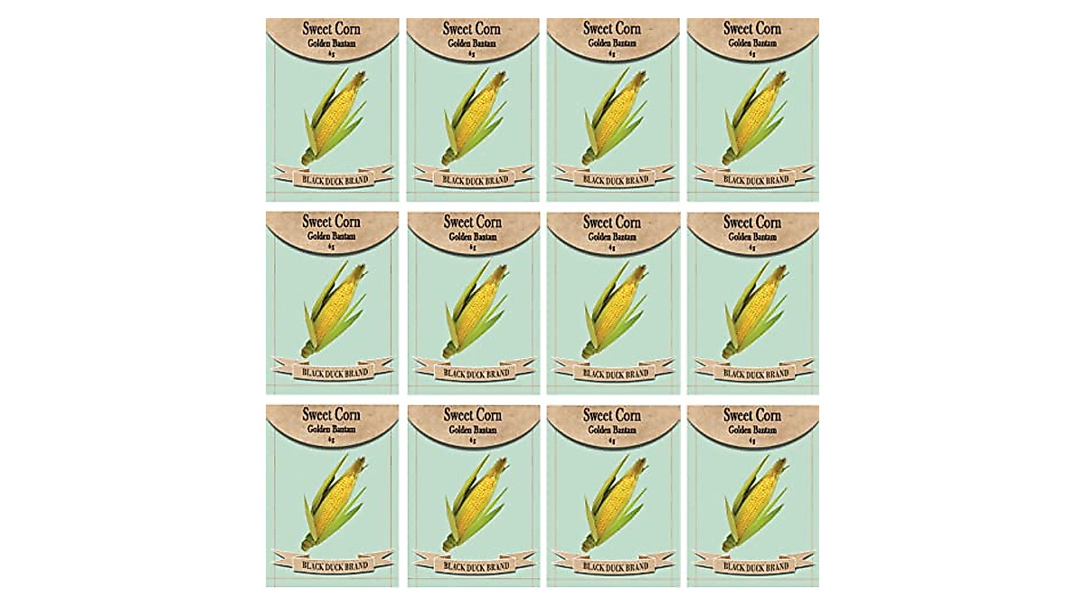 Set of 12 Golden Bantam Sweet Corn Seed Packs
