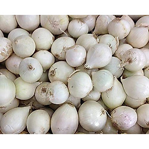 10 Dark Purple Allium Bulbs - Force Indoors Now - Blooming Onion Flowering Perennial Garden Flower