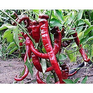 30+ Italian Jimmy Nardello's Sweet 12" Long Pepper Seeds, Heirloom Non-GMO, Prolific, Juicy, Delicious! from USA