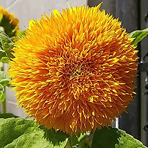 Teddy Bear Sunflower Seeds | 20 Seeds | Exotic Garden Flower | Sunflower Seeds for Planting | Great for Hummingbirds and Butterflies