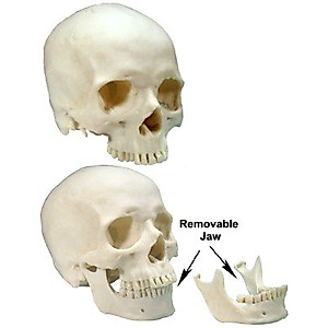 Life-Size Human Skull Anatomy Medical Studies Replica, Model 3093001