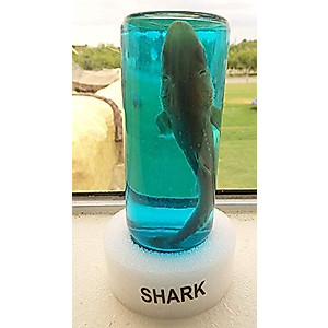 Real Shark in a Bottle Jar, Marine Specimen Taxidermy, Fishing, Jaws