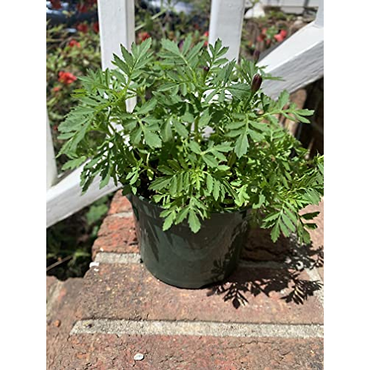 Bert's Garden Green Plastic 5" Starter Pots for Greenhouse Growing or Plant Starting, Also Called, Azalea Pots 10pk