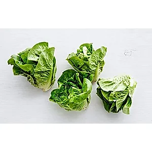 "Little Gem" Butterhead Lettuce Seeds for Planting, 1000+ Heirloom Seeds Per Packet, (Isla's Garden Seeds), Non GMO Seeds, Scientific Name: Lactuca Sativa, Great Home Garden Gift