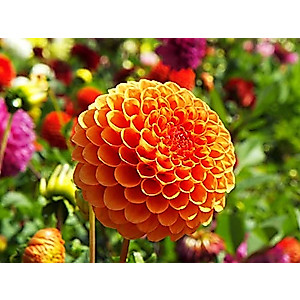 300+ Mix Dahlia Seeds Compound Petals Multi-Color, Beautiful Annual Outdoor Garden Potted Plants Non-GMO Dahlia for Planting Dahlia Pinnata Seeds