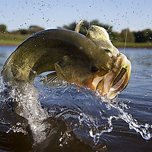 JIGITY - Ned Rig Baits | 10 Pack Uncle Ned 3" Soft Plastic Worms | Finesse Style Bait Largemouth Smallmouth Multispecies Crappie Bluegill Bass Fishing Gear (3", Black Blue FLK)