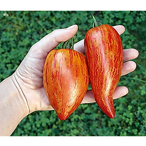 Speckled Roman Tomato Seeds for Planting, 100+ Heirloom Seeds Per Packet, (Isla's Garden Seeds), Non GMO Seeds, Botanical Name: Lycopersicon lycopersicum, Great Home Garden Gift