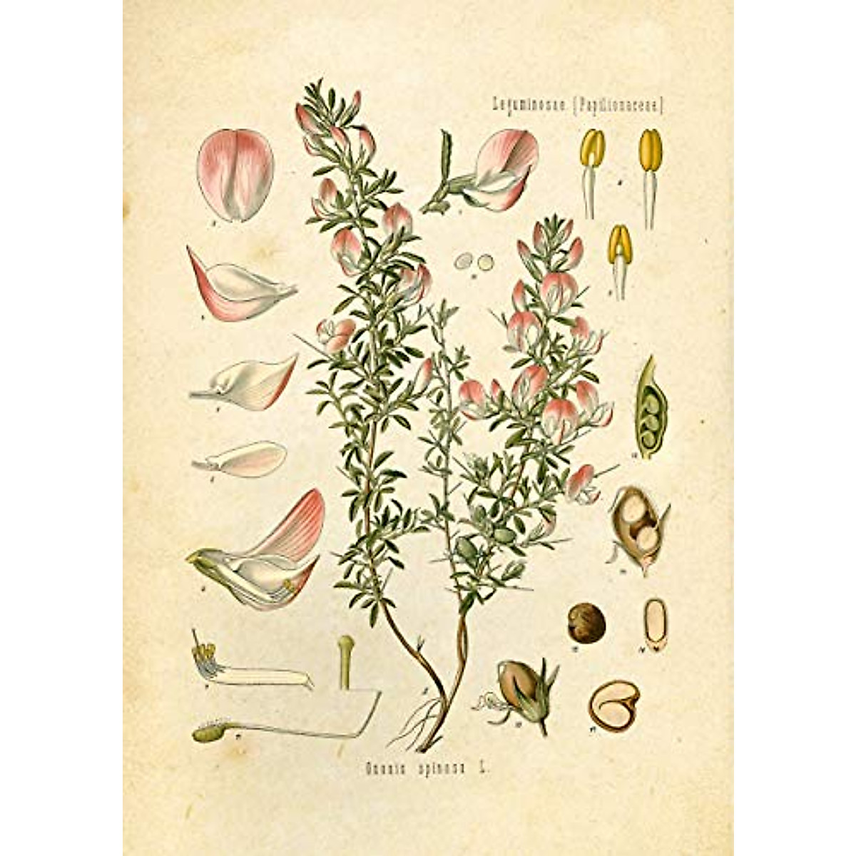 Vintage Botanical Prints | Wildflower Art Prints | Floral Wall Art | Set of 9 5x7 Unframed