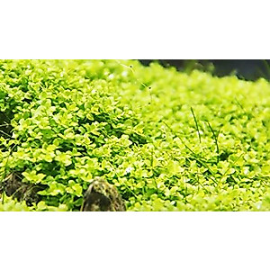 Micranthemum Monte Carlo New Large Pearl Grass Live Aquatic Plant in Tissue Culture Cup for Aquarium Freshwater Fish Tank by Greenpro