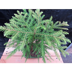 Norfolk Island Pine Bonsai Tree (Medium)