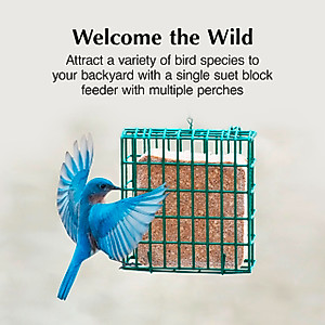 C&S Wild Bird EZ Fill Suet Basket, Green